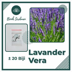 Jual 20 Benih Lavender Vera English Bibit Bunga Herb Lavender Lavandula ...
