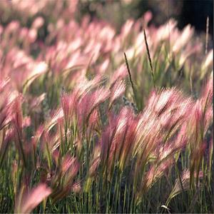 Jual Ad Egrow 30Pcs / Bag Kelinci Tail Rumput Benih Rumput Barley - Kab ...
