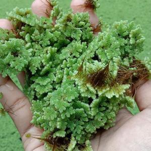 Jual BIBIT AZOLA 1 Kg AZOLLA 1KG INDUKAN AZOLA AZZOLA AZZOLLA seswda ...