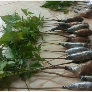 Jual bibit pohon bunga sakura tebuya pink tinggi 30cm bokpto 7613rp ...