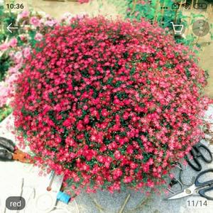 Jual 100 BUTIR BIJI/BENIH BUNGA GYPSOPHILA BABY BREATH MIX berbdu ...