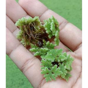 Jual INDUKAN 1kg AZOLLA MICROPHYLLA BIBIT AZZOLLA AZZOLA AZOL kadlbi ...