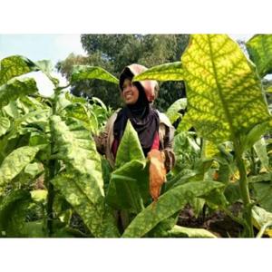 Jual BIJI TEMBAKAU / BENIH TEMBAKAU 1000 BUTIR / BIBIT TEMBAK dogrsa ...