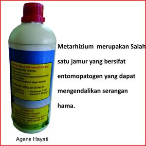 Jual Metharizium spp Metarizep - Bio Insektisida Pengendali H siwtba ...