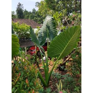 Jual Tanaman Hias sente Hijau/ Talas Jumbo/ Alocasia dogsra 4904sz ...