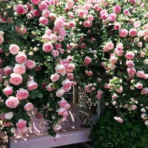 Jual Tanaman Hias Hidup Mawar Rambat Bunga mawar merambat/ Ta lowgsi ...