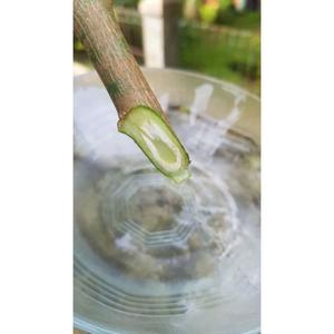 Jual GETAH JARAK 10ML TANAMAN POHON JARAK yellyi 9743kj - Jakarta Timur ...