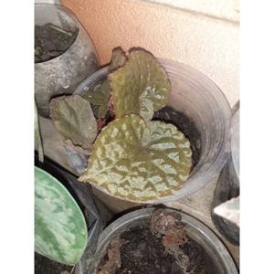 Jual begonia merah hutan suwkro 2987dx - Jakarta Selatan - Barsham ...