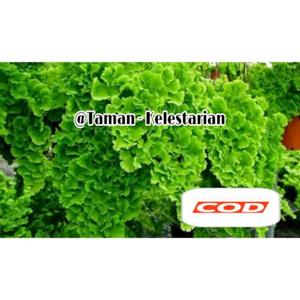 Jual Tanaman hias daun suplir - Tanaman Hias Hidup-Bunga Hidu yargga ...
