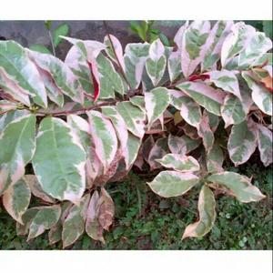 Jual Tanaman sambang darah tanaman hias -tanaman berwarna merah dan ...