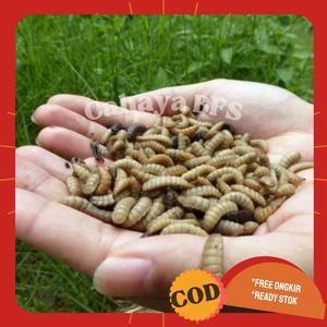 Jual Maggot fresh magot bsf hidup 100 gr pakan burung dan ikan chana ...