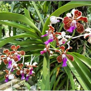 Jual Bunga Anggrek Vanda Limbata Dewasa Siap Berbunga - Kota Yogyakarta ...
