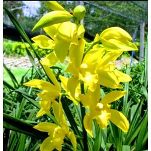 Jual Bunga IRIS kuning tanaman hias - Kota Depok - TOKO PINGGIR SAWAH ...