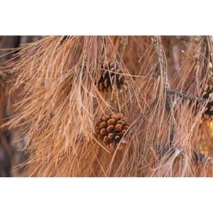 Jual DAUN CEMARA KERING - DAUN PINUS KERING HIASAN RUSTIC SARANG BURUNG ...