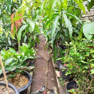 Jual bibit tanaman mangga madu anggur - Kota Medan - Rumah Tanaman ...