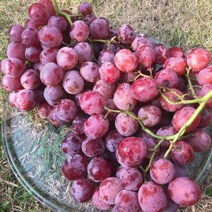 Jual bibit tanaman anggur impor red globe - Kota Medan - Rumah Tanaman ...