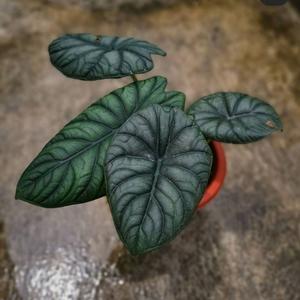 Jual Bibit bonggol Alocasia Dragon Moon plantsparadise - Kab. Bogor - PlantsParadise | Tokopedia
