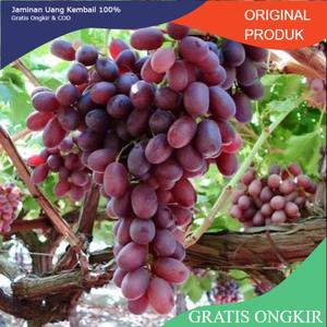 Jual BIBIT ANGGUR IMPORT CRIMSON SEEDLESS - Kab. Tangerang - bibit ...