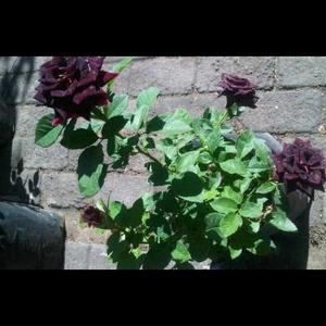 Jual TANAMAN HIAS BUNGA MAWAR HITAM ASLI/ BLACKROSE SUDAH BERBUNGA ...
