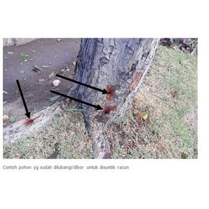 Jual READY Herbisida racun gulma kayu starlon 100ml basmi kayu kayuan ...