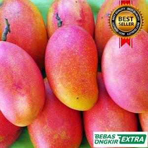 Jual Bibit Mangga Podang Urang Tinggi 1 Meter Up Cepat Berbunga - Kab ...