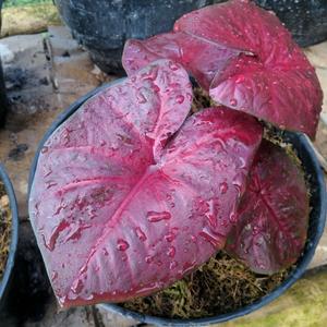 Jual caladium red devil remaja tanaman hias real pict - anakan - Kota ...