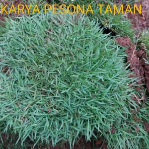 Jual rumput jepang /rumput peking 1 meter - Kab. Bogor - KARYA PESONA ...