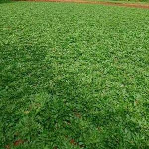 Jual Rumput gajah mini kemasan karung isi 5 meter persegi - Kota Depok ...