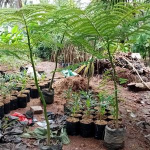 Jual Pohon parahiba solobium pakis brazil tinggi pohon -+2 meter - Kota ...