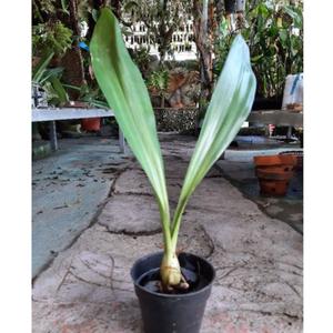 Jual Anggrek Eria Javanica Anggrek Langka Anggrek Cantik - Jakarta ...