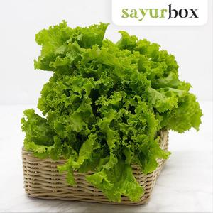 Jual Selada Keriting Hidroponik 250 gram Sayurbox - Jakarta Selatan ...