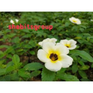Jual Tanaman hias turnera subulata - bunga jam 8 - tanaman outdoor ...