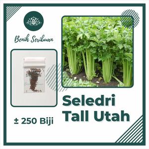 Jual 250 Bibit Seledri Batang Besar Tall Utah Benih Tanaman Sayuran ...