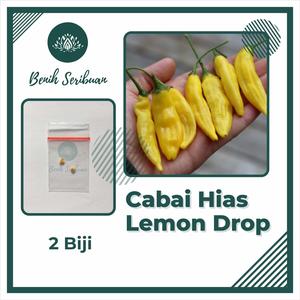 Jual 2 Bibit Cabe Hias Lemon Drop Benih Tanaman Sayuran Cabai Kuning ...
