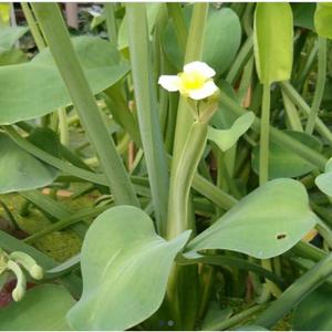 Jual Tanaman genjer sayur,bibit pohon genjer - Kab. Magelang ...