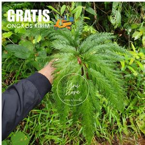 Jual Pakis ekor merak - pakis hutan langka - Kab.Ciamis - Herbal ...