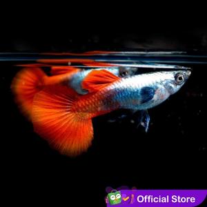 Jual Guppy Platinum Red Tail Big Ear - PRTBE / Ikan Hias Air Tawar - jantan - Kab. Tulungagung ...