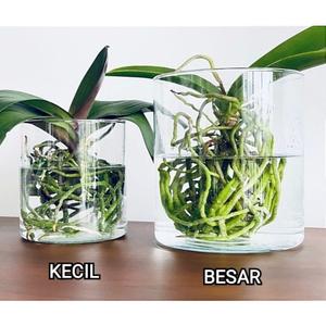 Jual VAS KACA TANAMAN AIR HIDROPONIK BUNGA POT KACA TERARIUM KOREA ...