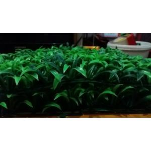 Jual Rumput plastik akuarium. uk 24x24. model rumput gajah mini ...
