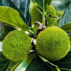 Jual Tanaman Buah Kluwih - Kota Batu - Tanamanbuahtin | Tokopedia