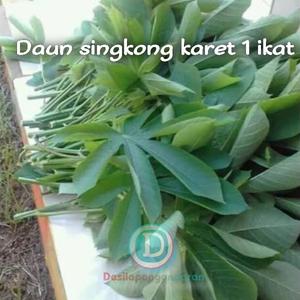 Jual daun singkong karet segar 1 ikat - Kab. Pangandaran - Tani Hub | Tokopedia