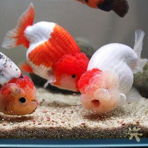 Jual Ikan koki ranchu lionchu red white maskoki gold fish goldfish - 6 ...