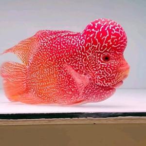 Jual Ikan lohan golden base GB 7 8 9 cm louhan goldenbase flower horn ...