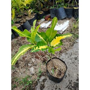 Jual New Puring Garuda - Kroton - Codiaeum Variegatum - Tanaman Hias ...