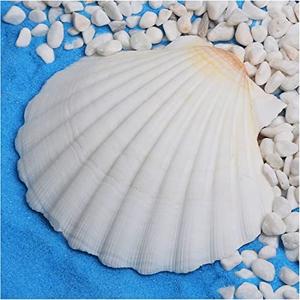 Promo Large Scallop Shells for Baking, 6pcs 4-5 Inches Seashells Cicil ...