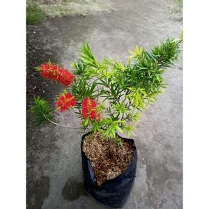 Jual New Tanaman Sikat Botol Bangkok Mini/Tanaman Vegetasi - Kota ...