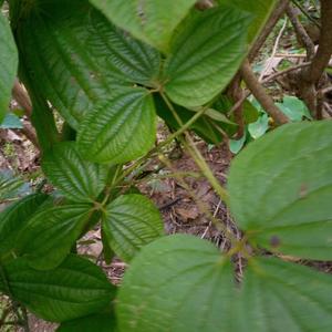 Jual daun gadung segar/100gr - Kota Bandung - Lavender-$tore | Tokopedia