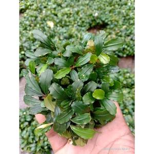 Jual (0_0) Bucephalandra mini boyan clump cantik rakitan (tanaman ...
