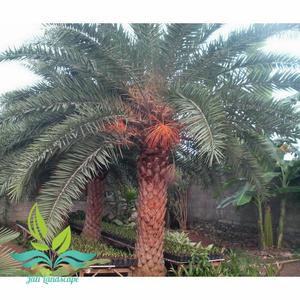 Jual Pohon palem kenari 1,5 meter batang keras - Kab. Bogor - Jati ...