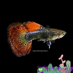 Jual Guppy Red Dragon Big Ear / Ikan Hias Air Tawar Aquascape - Betina - Jantan - Kota Kediri ...